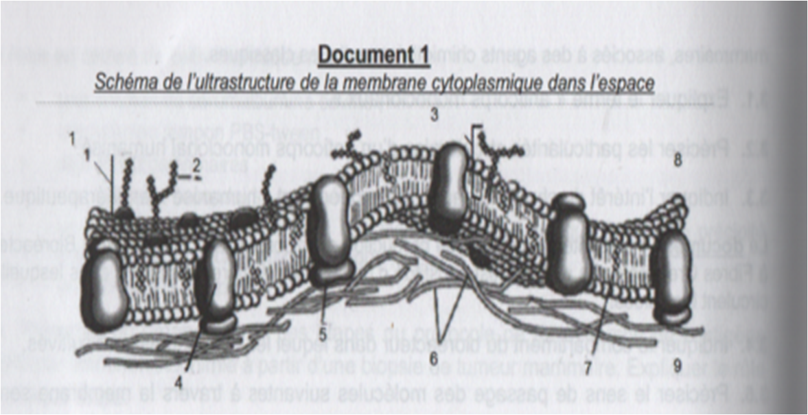 membrane plasmique et système endomembranaire - Speechi